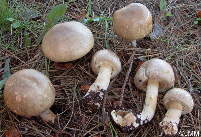 Agaricus xanthoderma = Agaricus xanthodermus